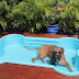 Dog Pools - Quality Bone-Shaped Pools | Australian Dog Lover