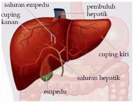 6 Fungsi Hati Bagi Kesehatan Manusia | Saraswati Update