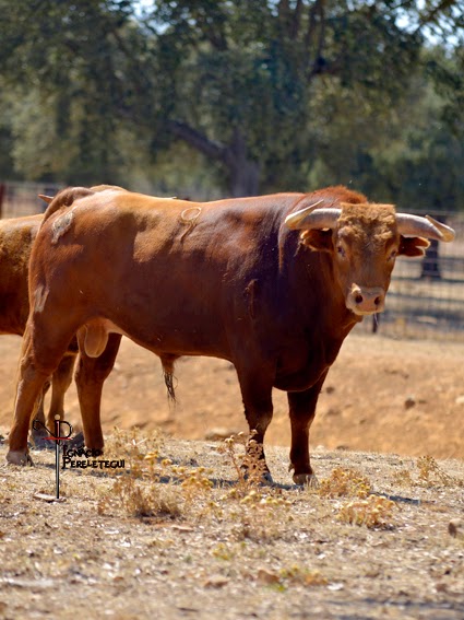 La Suerte Natural: RESISTENTE TORO DE ORO 2014