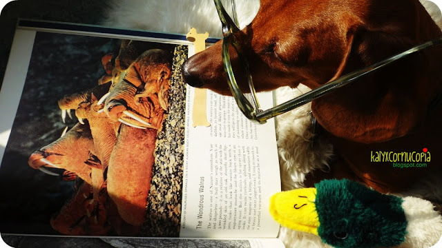 Kalyxcornucopia: me likey dat