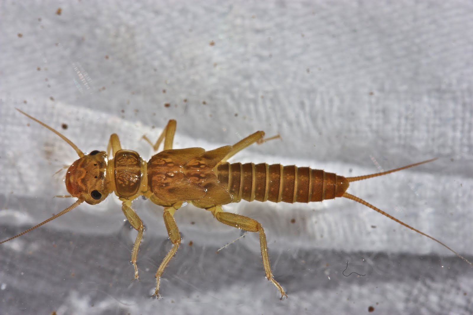 Aquatic Insects of Central Virginia: The Perlodid stonefly, genus ...