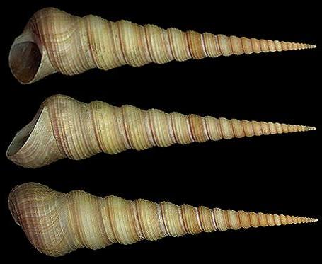 Variety of Life: Turritella