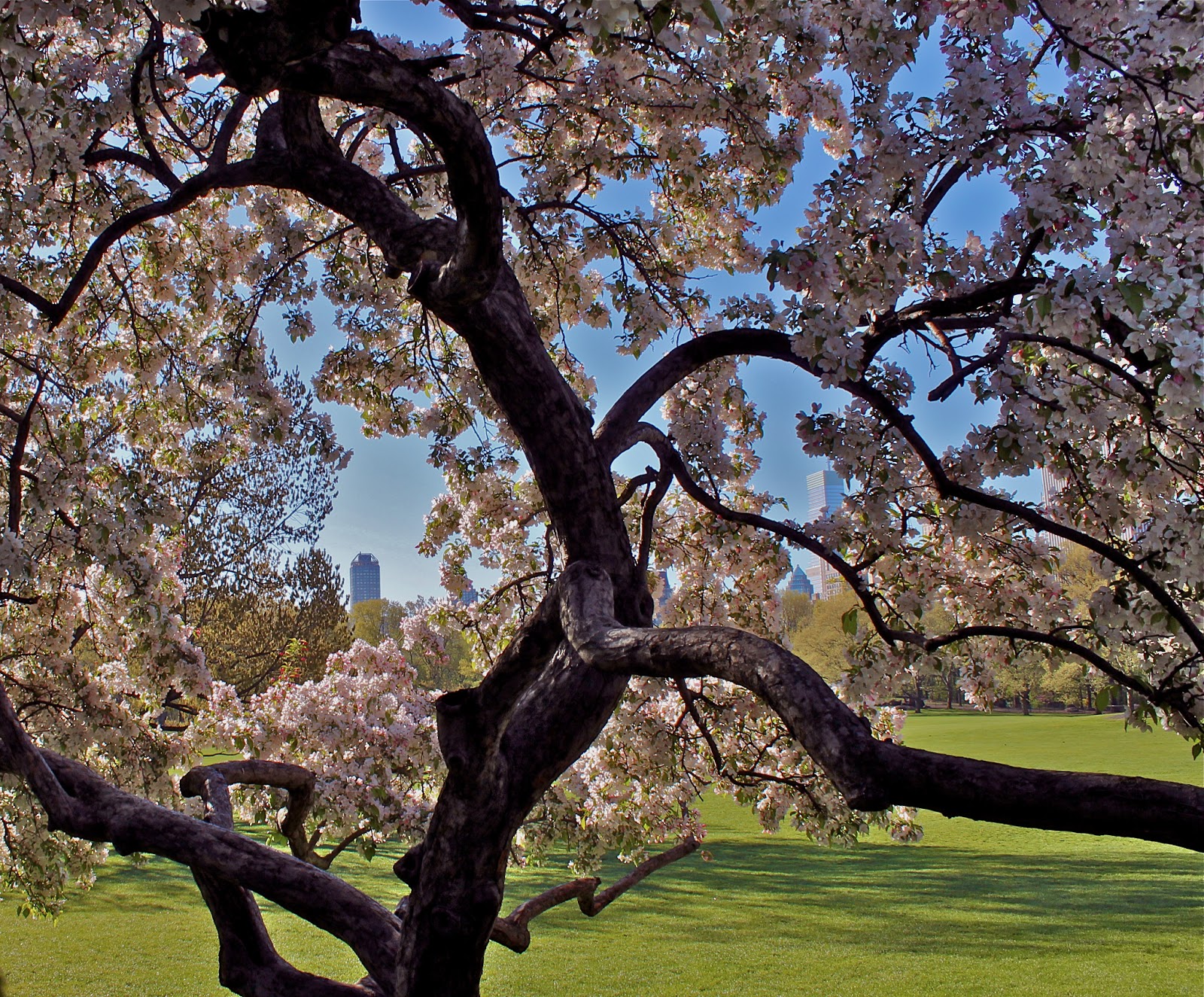 Garden Bytes from the Big Apple: PHOTO CLASS:TREES OF CENTRAL PARK