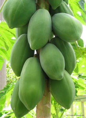 MITIKI -KILIMO KWANZA: KILIMO BORA CHA MIPAPAI