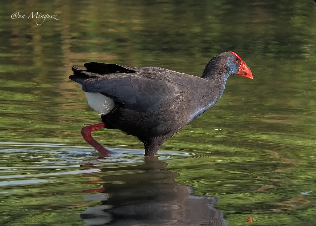 NATURANAFOTOS: Calamón común