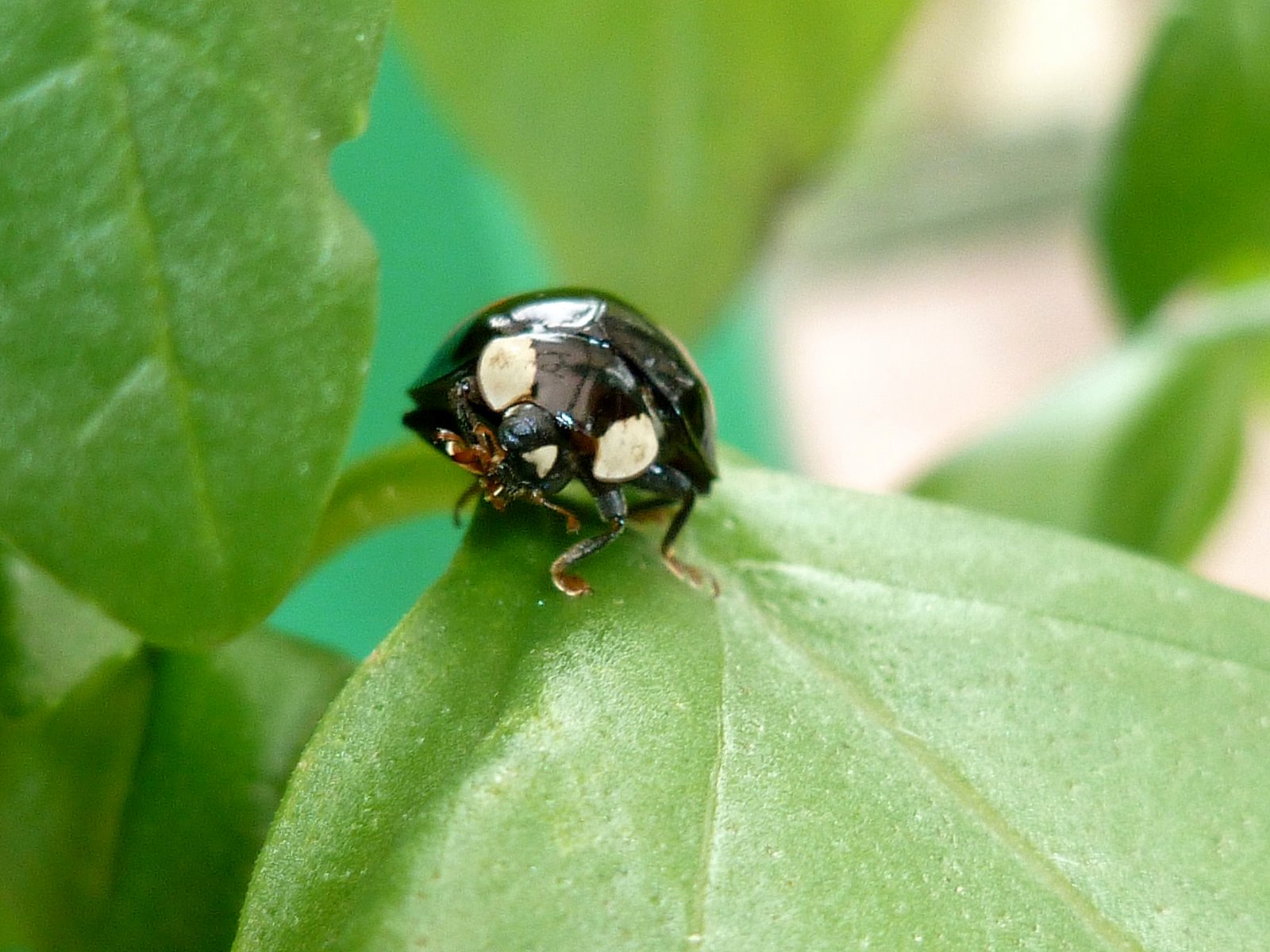 mes photos: INSECTES