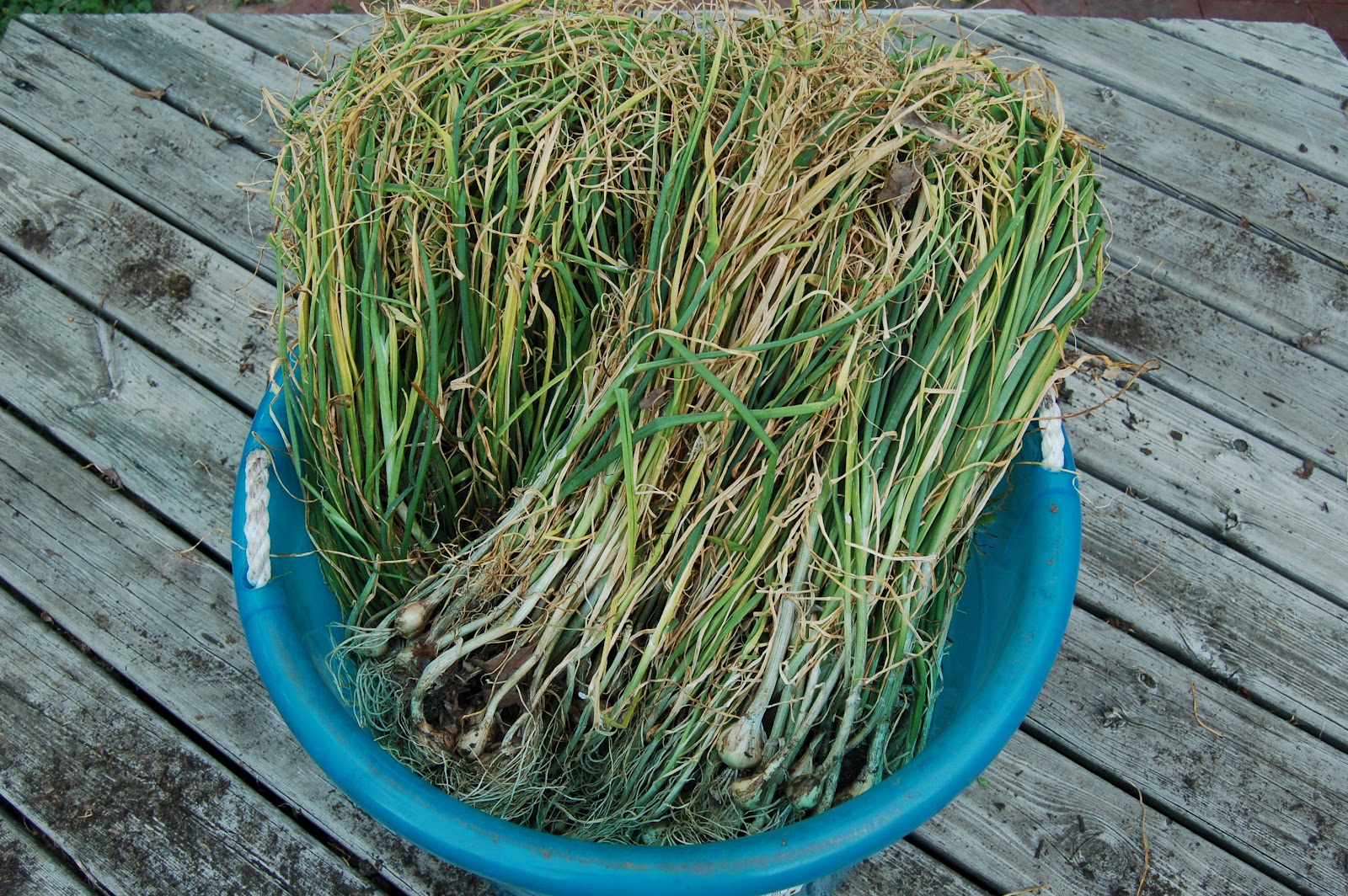 Midwestern Garden: I harvested my Grey Griselle French Shallots today.