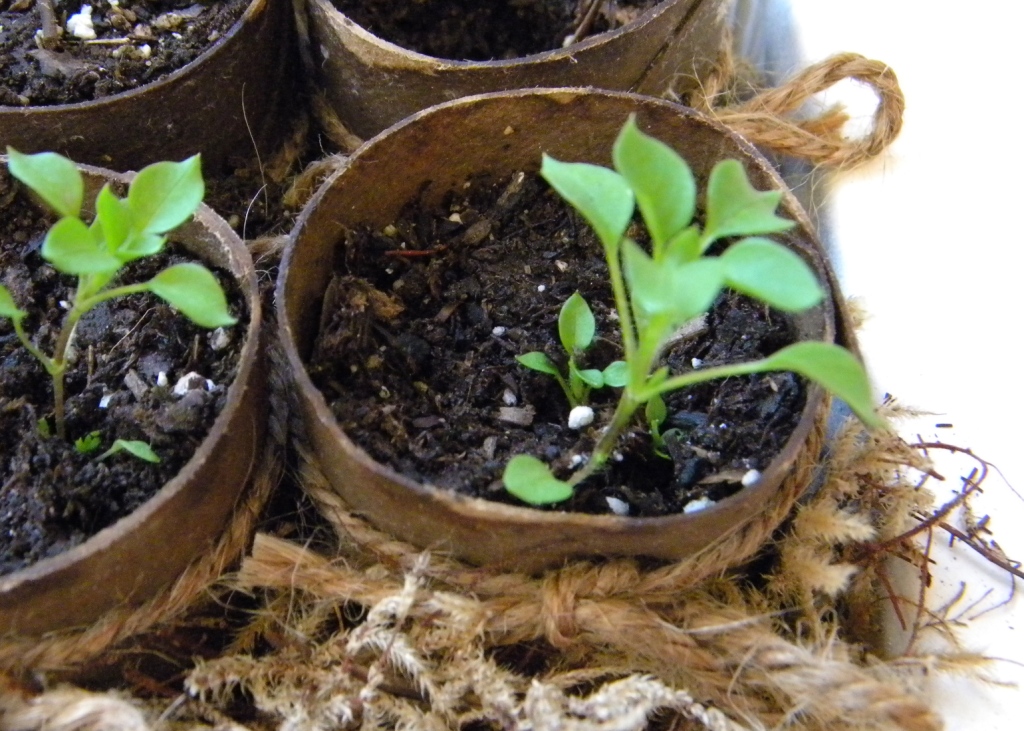 homework: The Dirt: paper towel roll seedling pots