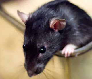 Vida de Hamster: A diferença entre hamster e rato