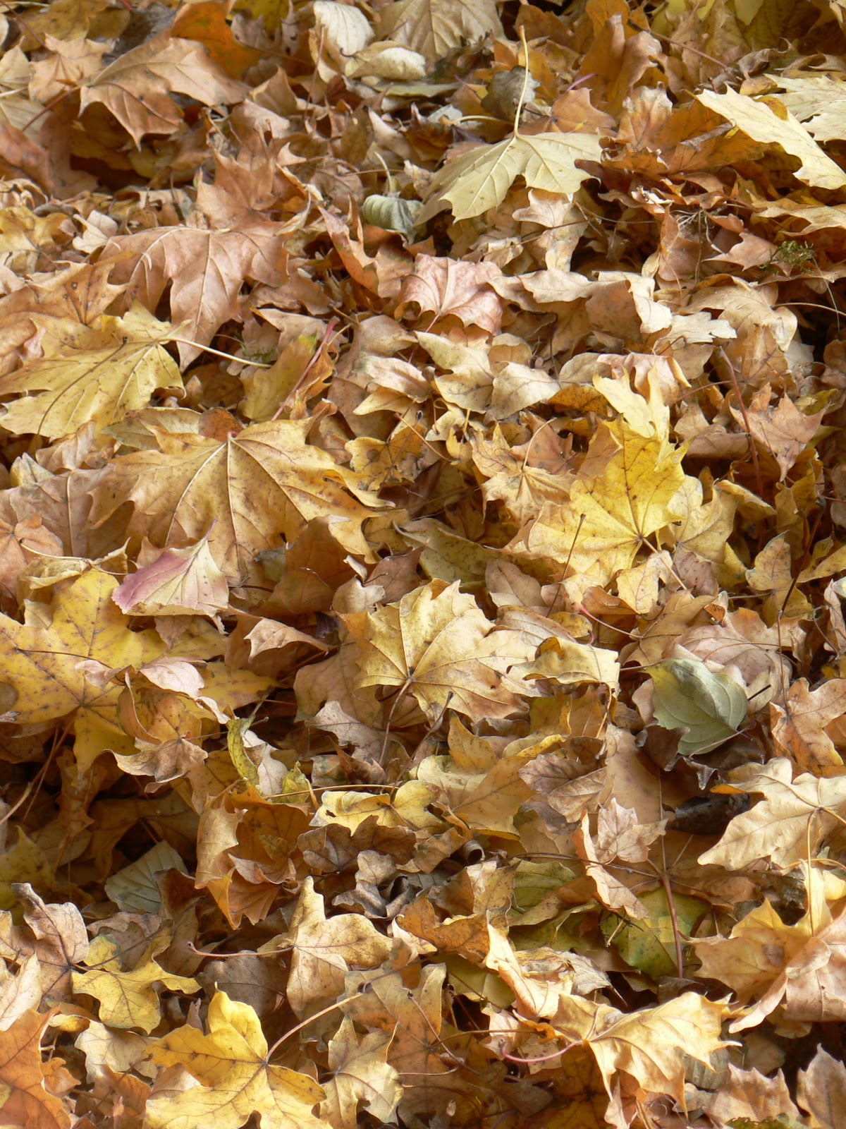 Mama Pea Pod: {Outdoor Play Party: More Fall Leaf Play}