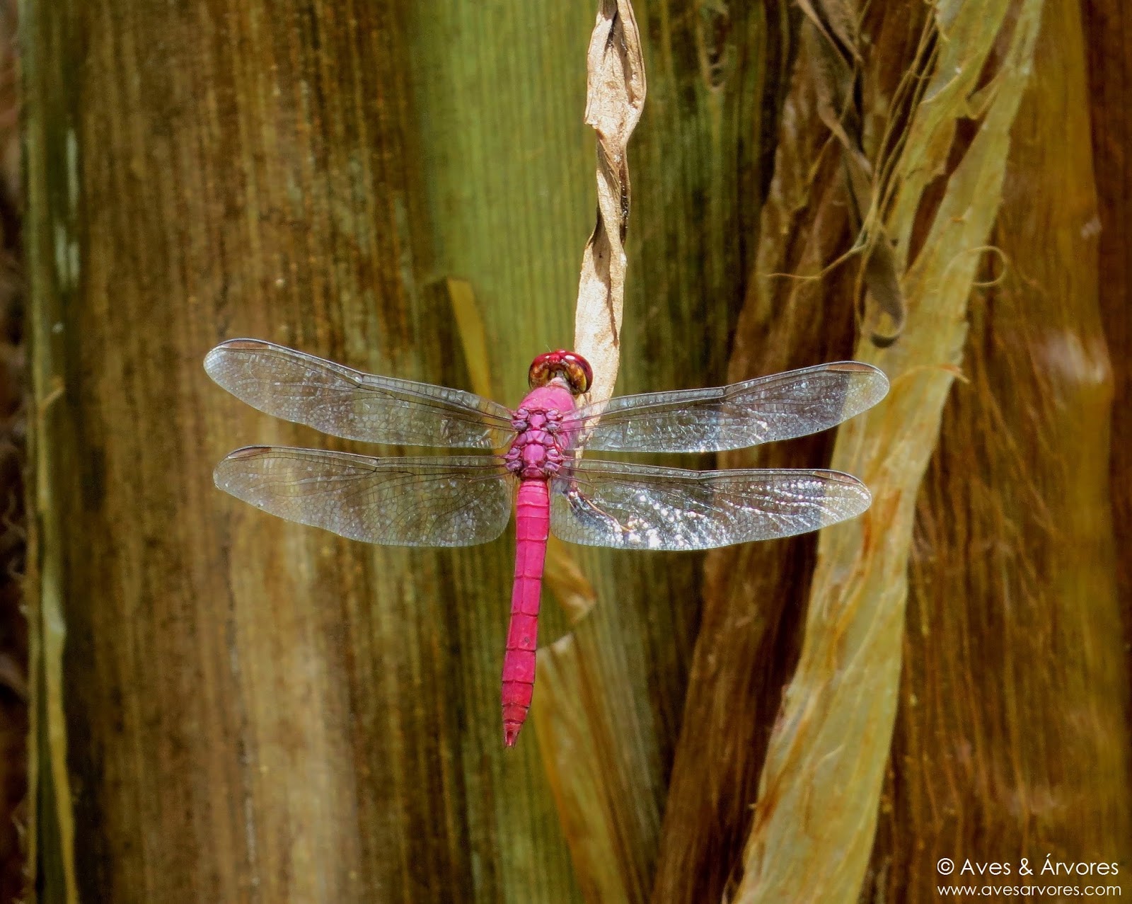 Aves e Árvores: Libélulas e aviões