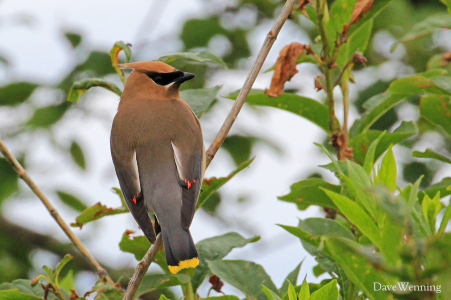 The Nest Box Trail