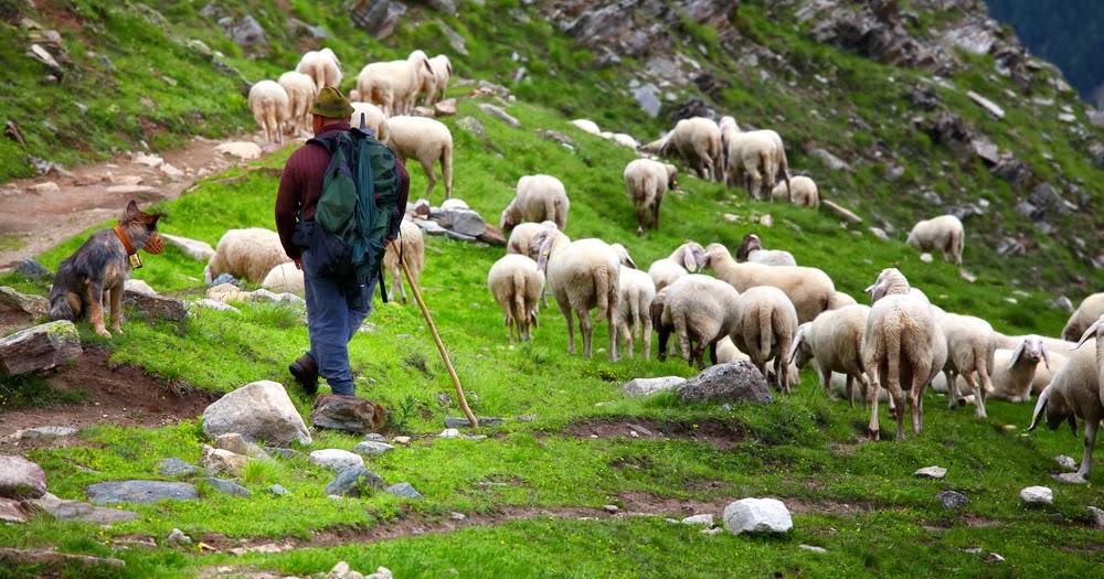 shepherd and His sheep