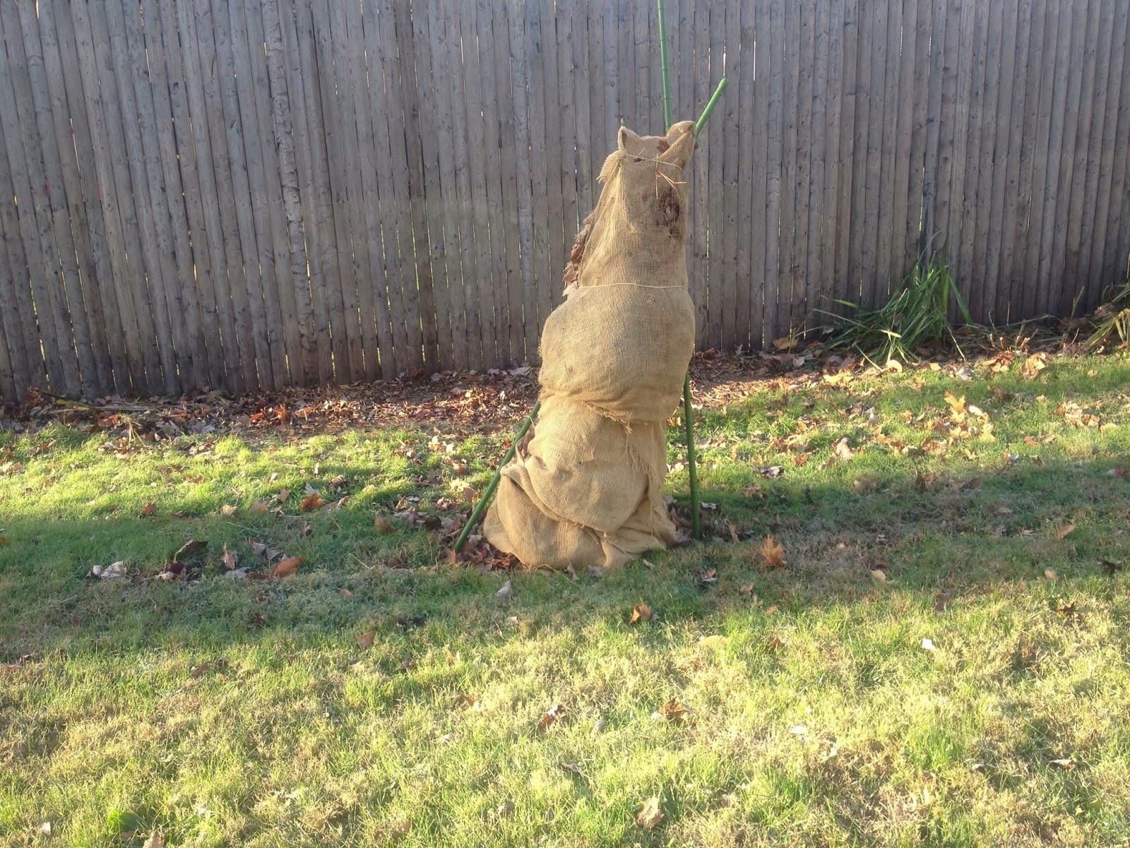 In the Little Yellow House: Wrapped Up Fig Tree