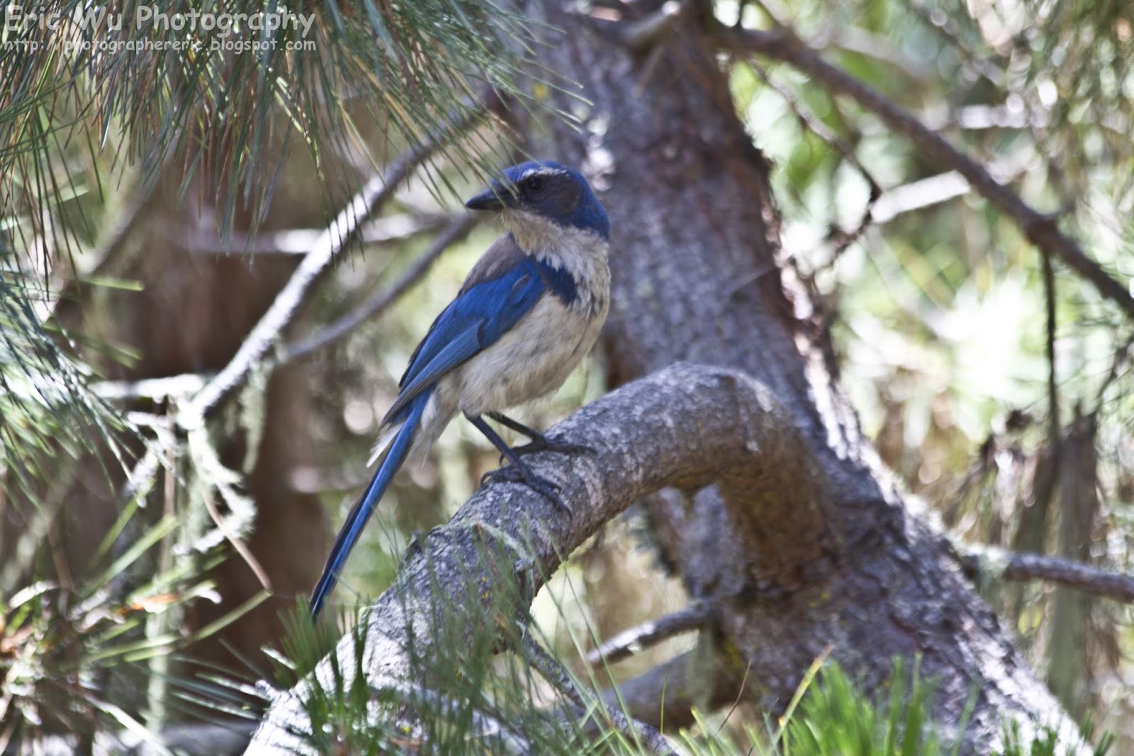 Naturetastic Blog: Point Lobos State Reserve (Birds and Seals)
