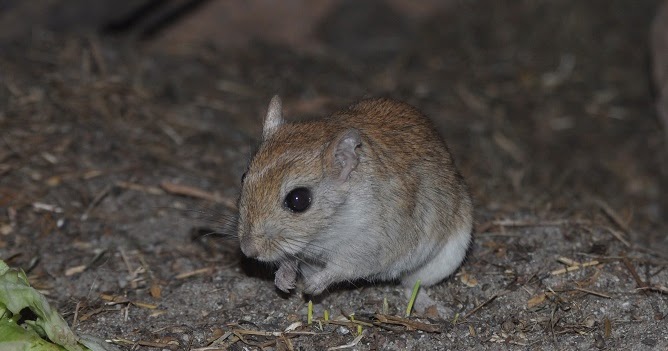 ZOOTOGRAFIANDO (6.100 ANIMALS): JIRD DE SHAW /SHAW´S JIRD (Meriones shawi)