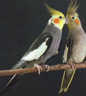 Calopsita na web: A CALOPSITA