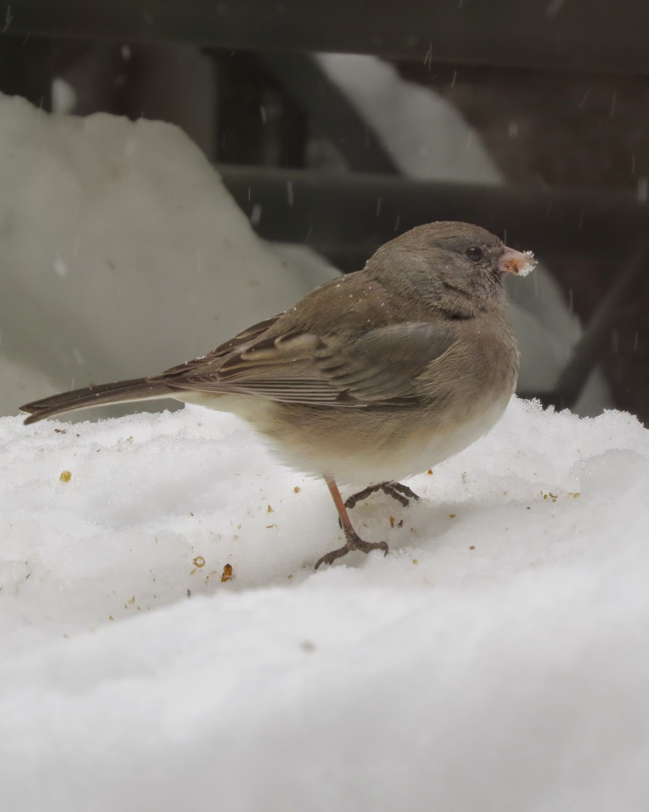Things with Wings: Puffed Up Bird Contest