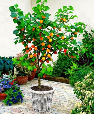 The best dwarf fruit trees to grow in pots #Fruit_Gardening - My ...