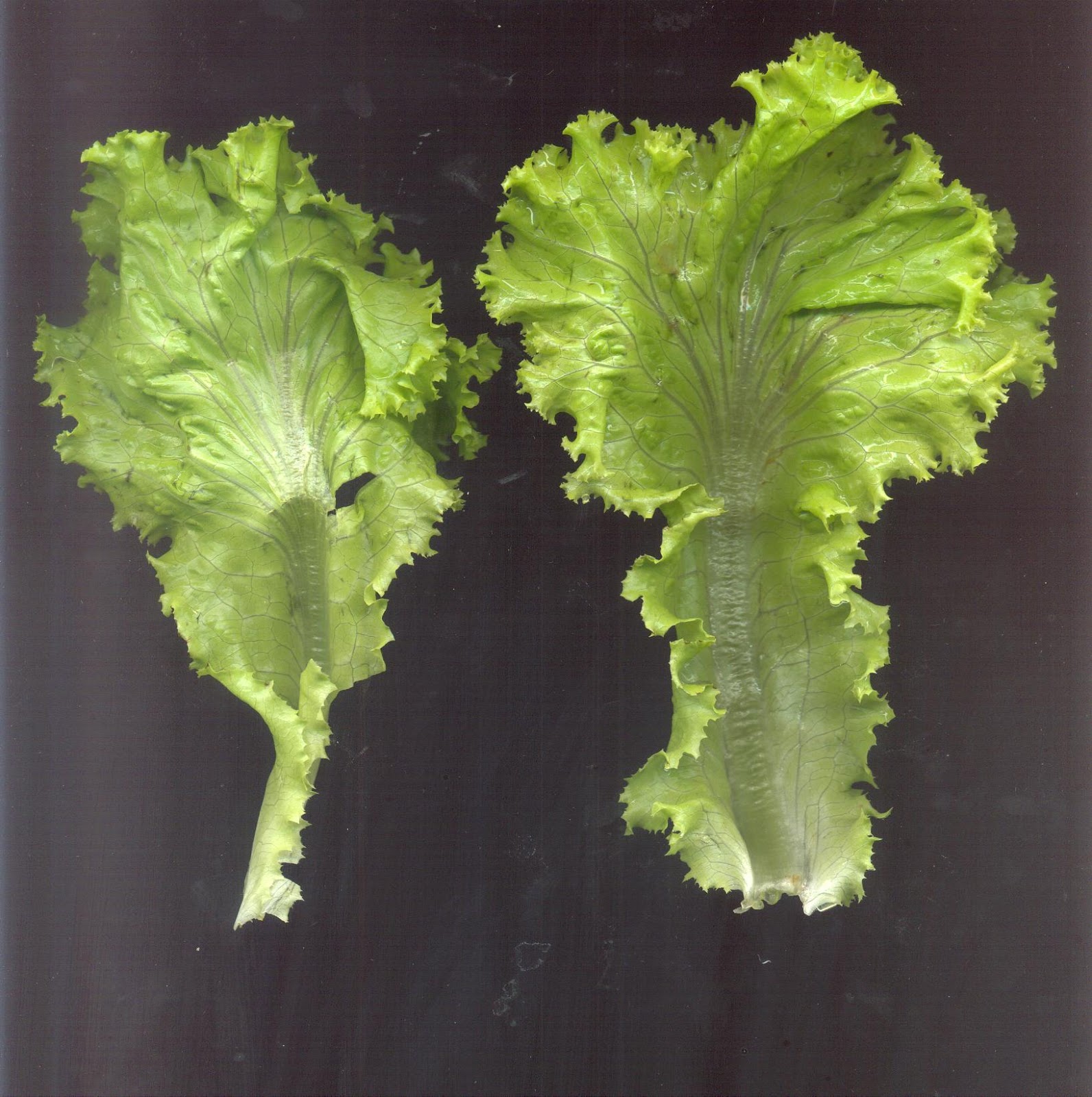 letsugas - philippin news collections