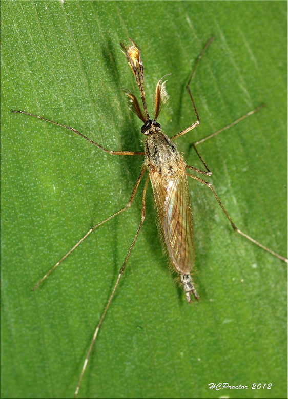 The Home Bug Garden: How to know a fly: Mozzies & Midges