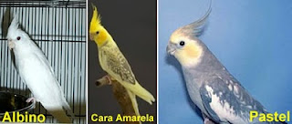 .: Cores de Calopsitas