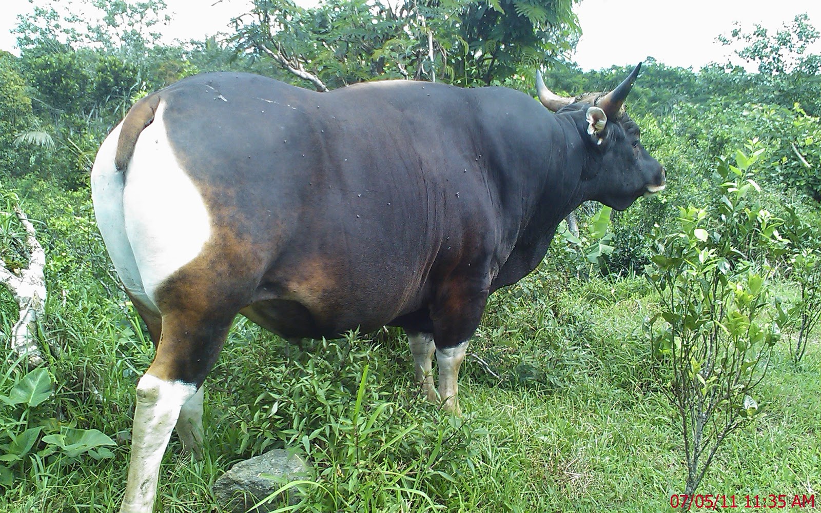 "Wadak", Sapi "Duwe" di Desa Pakraman Selulung, Bangli - balisaja.com