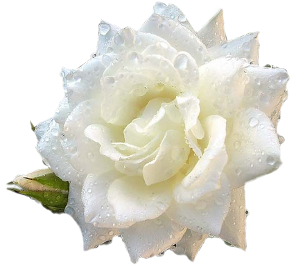 Rosa Poesia em Flor: SAUDADE ETERNA