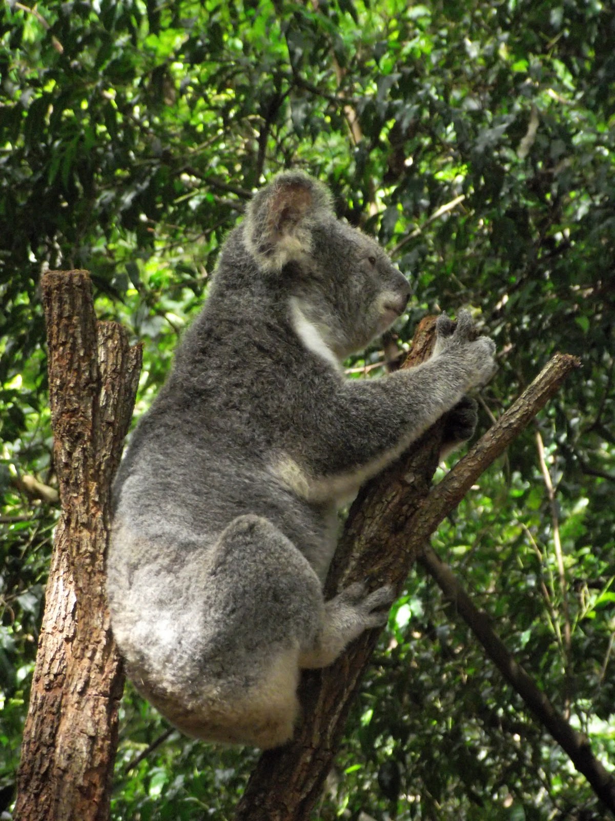Ma vie au pays des koalas: Lone Pine Koala Sanctuary