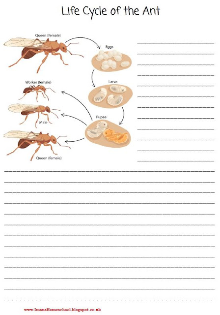 Iman's Home-School: Ant Activity Pack