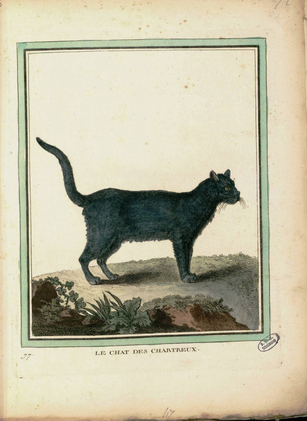 The Cat Post: Beautiful Antique Cat Prints