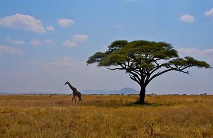 Plant Life: African Flora
