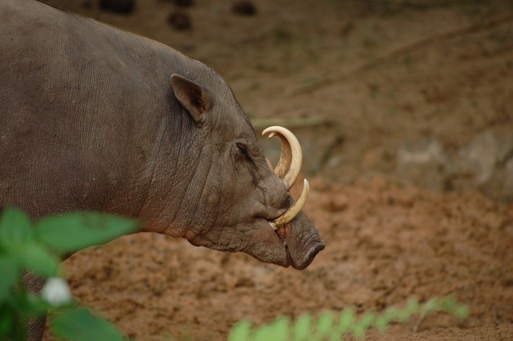 Real Monstrosities: Babirusa