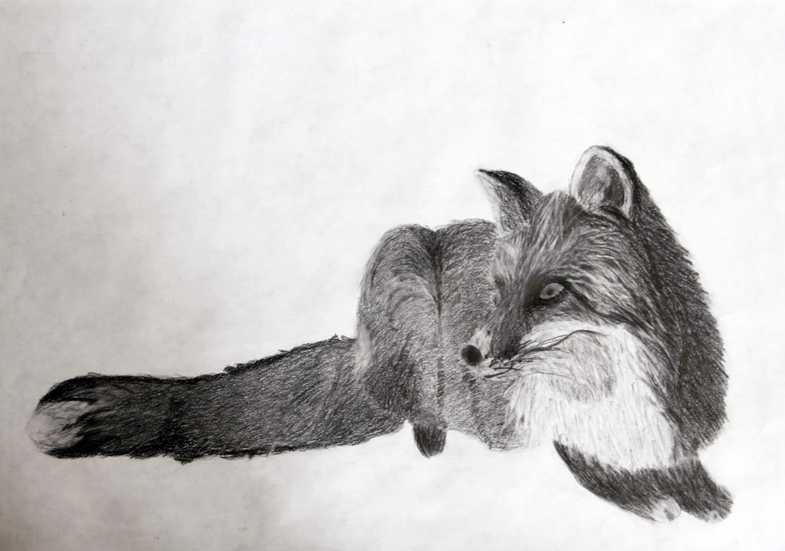 Student Art: Graphite Animals