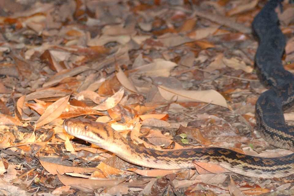 Kay Parkin Birding: Atherton Tablelands North Queensland Birding