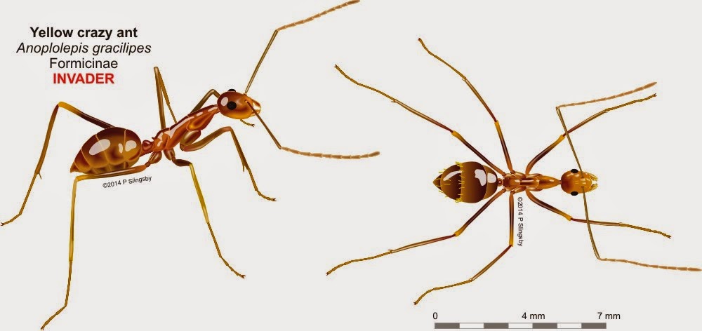 - Ants of Southern Africa -: Anoplolepis species: Pugnacious and Crazy ants