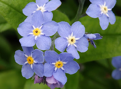 MYOSOTIS, MIOSOTIS O NOMEOLVIDES. Flores silvestres diminutas pero muy ...