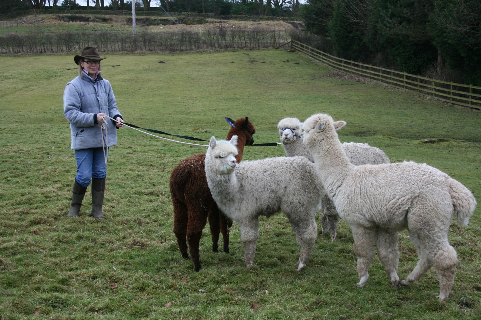 Life at Fallowfield: Alpaca Halter Training