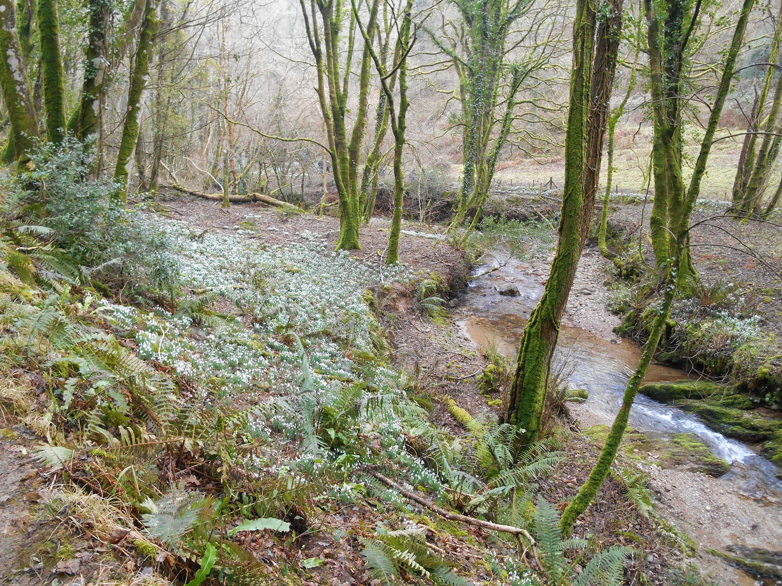 Off the Beaten Track in Somerset: Snowdrop Valley, Wheddon Cross, Exmoor