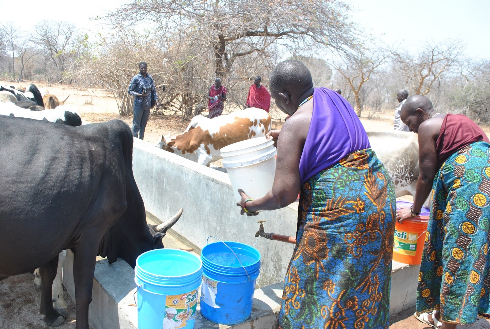 Malafyaleblog: WAFUGAJI WA KIMASAI WAONDOA MIGOGORO NA WAKULIMA KWA ...
