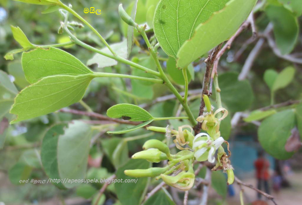 මයිල [Maila] (Bauhinia racemosa) ~ අපේ ඔසුපැළ Medicinal Plants of Sri Lanka