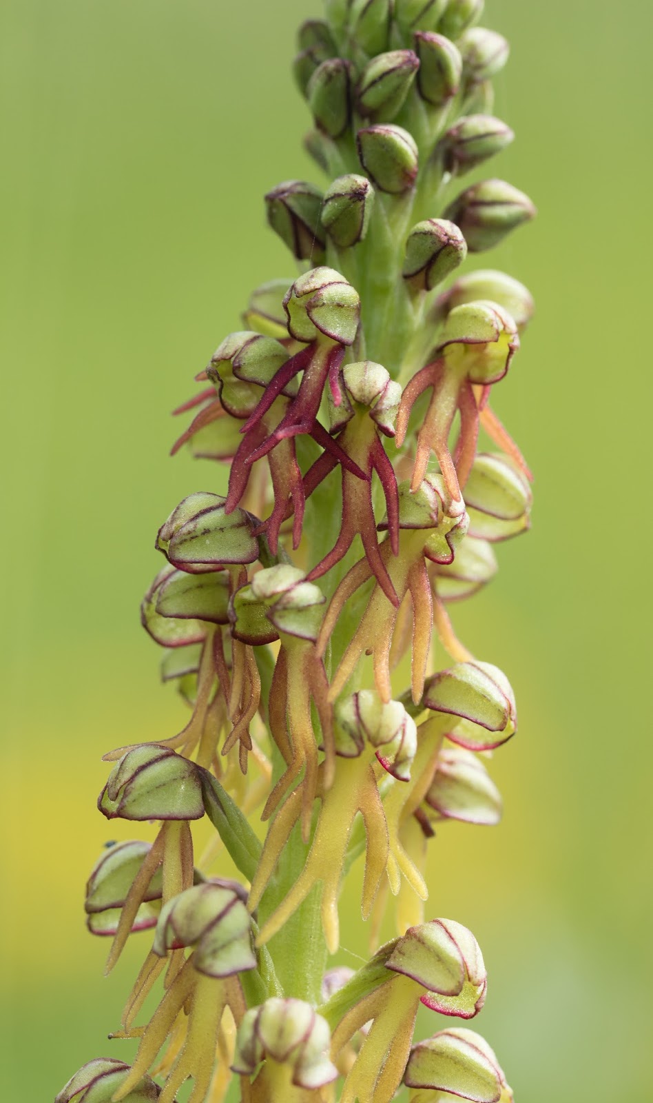Pixie Birding: Man Orchids at Copper Hill, Lincolnshire!