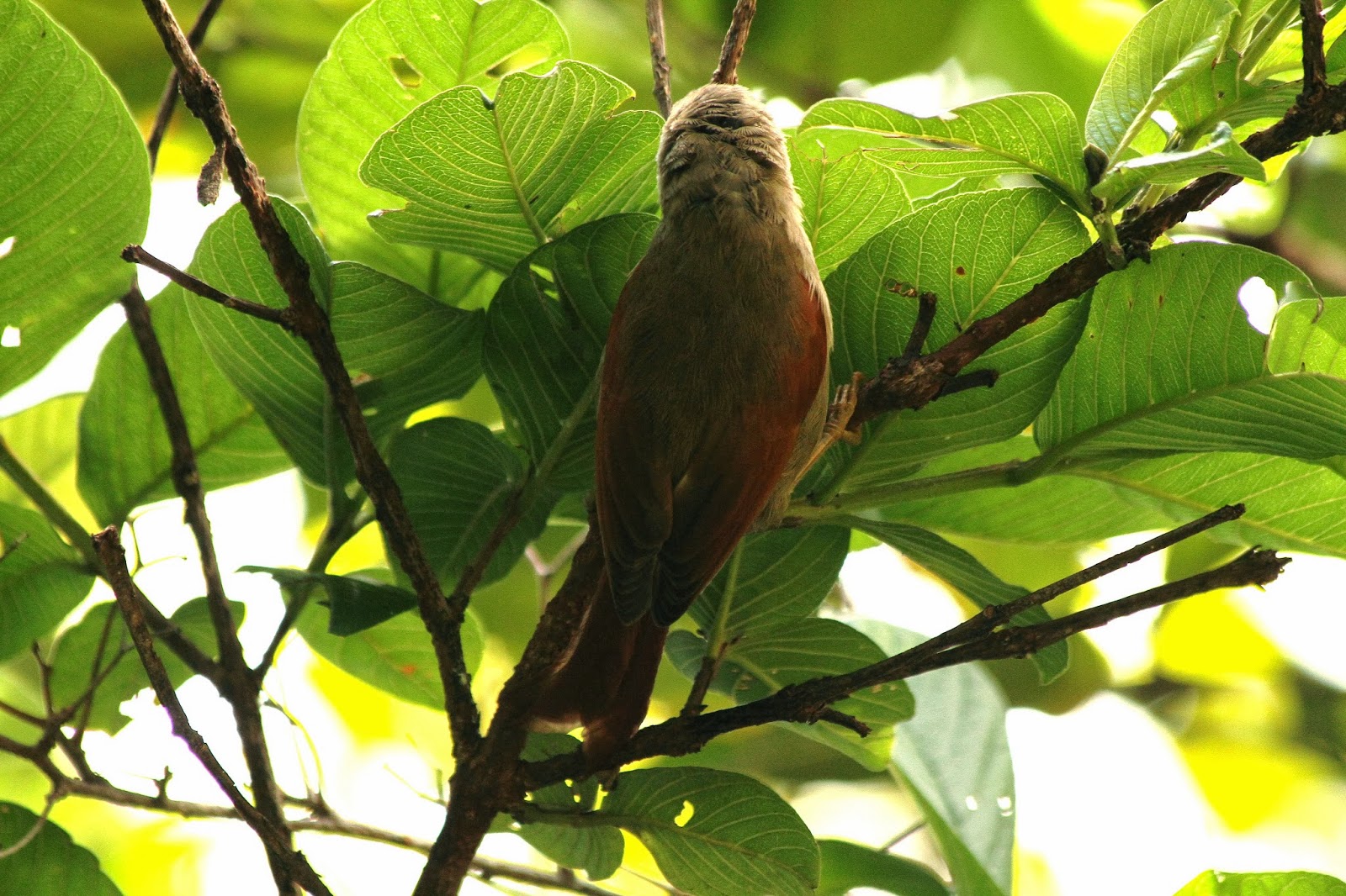 Nuestro bello mundo...: Aves y Flores de mi Jardin, Fotos tomadas ...