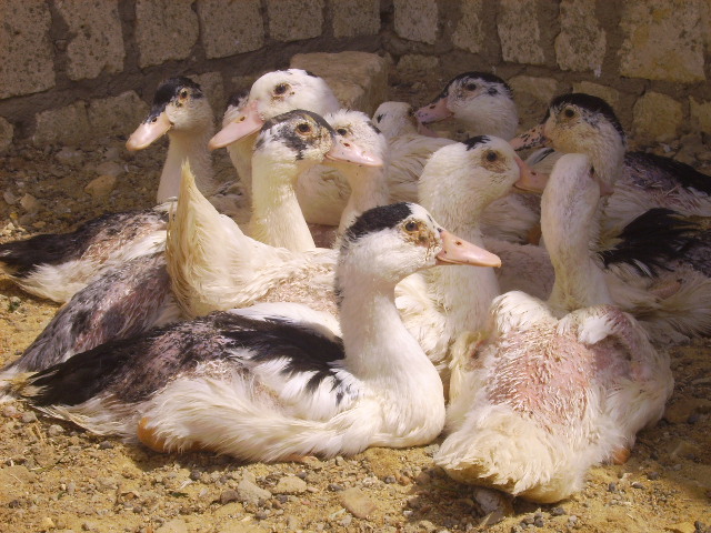 Rahmani Sheep, Shami Goats & More Ain Musa Farm