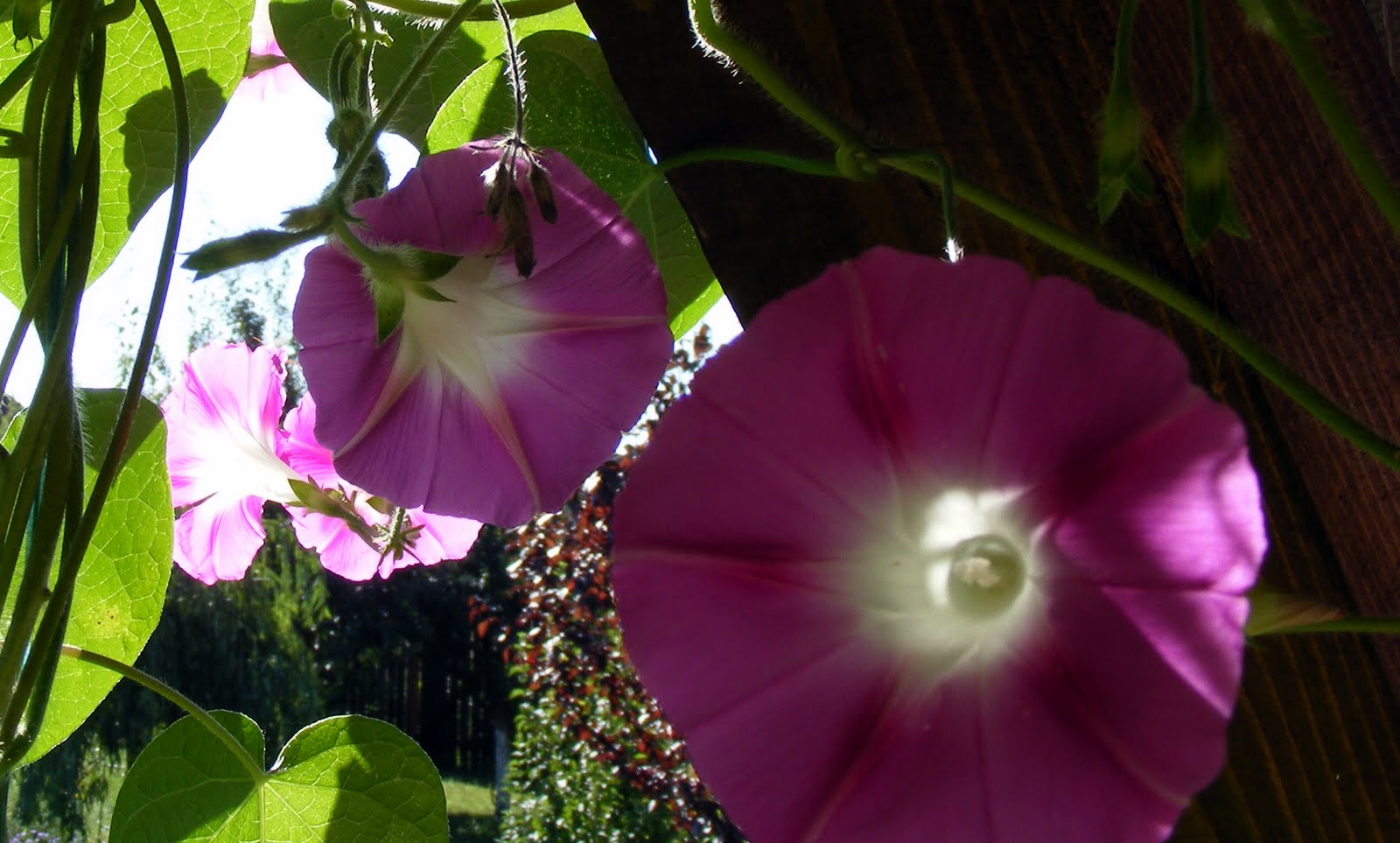 Gradina unui amator: Zorele