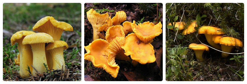 Un pensionato in cucina: Uova strapazzate con finferli e speck.