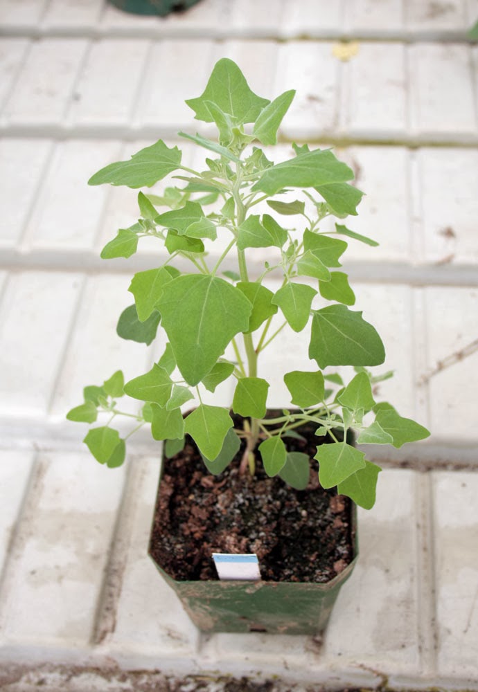 Natural Musings: Chenopod salt bladders