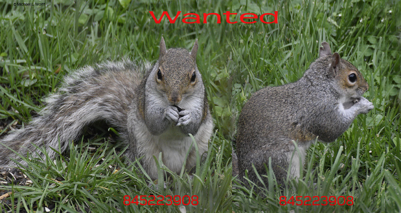 Ferida's Backyard: May 2016