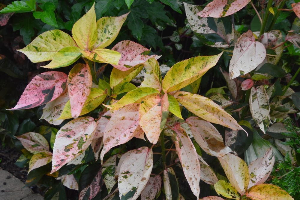 Tropical Breeze is a Sydney tropical garden filled with a wide variety ...