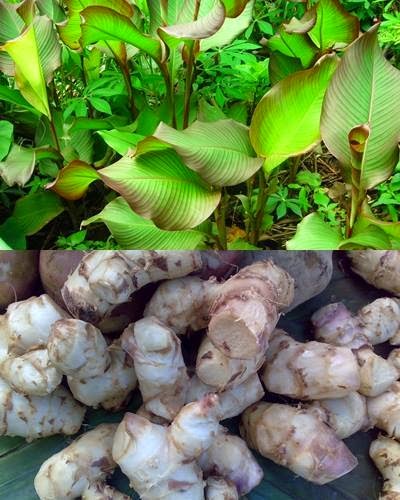 BPP KALIDAWIR TULUNGAGUNG JATIM: Budidaya umbi ganyong